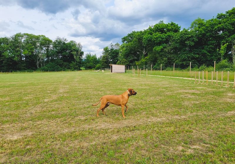 Secure Dog Fields